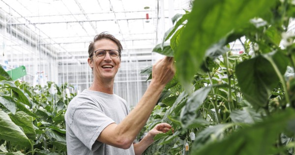 Assistant Breeding Tomato | Rijk Zwaan